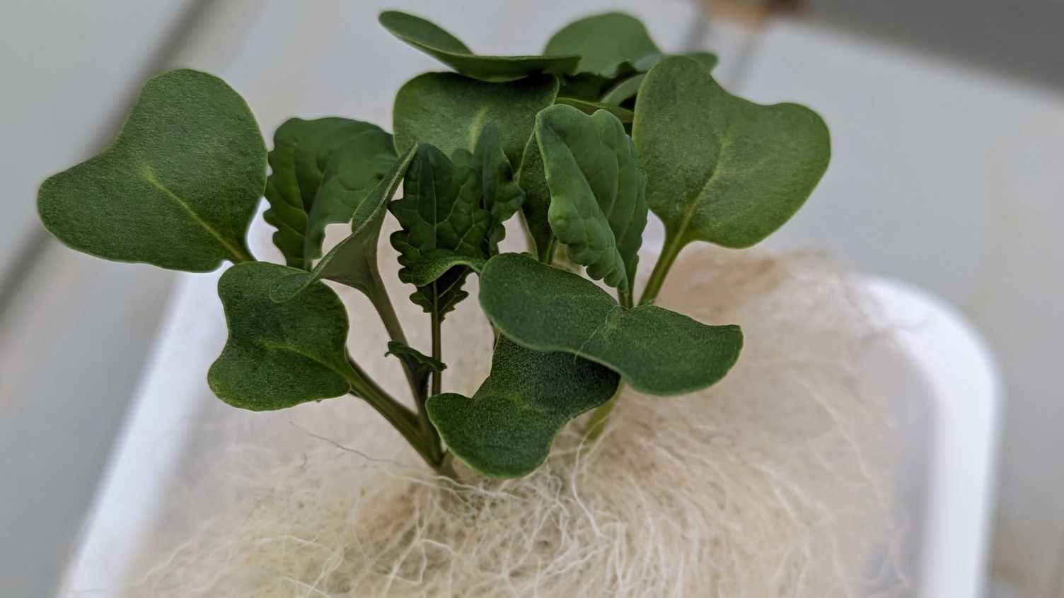 New environmentally-friendly growing materials to be developed for food production | News | The ...